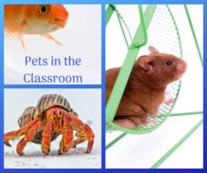 How to get a Pets in the Classroom Grant. | A Day In Our Shoes